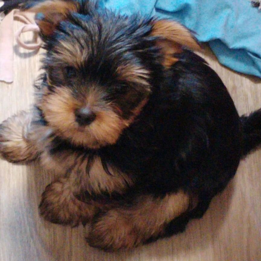 Йоркширский терьер, щенок