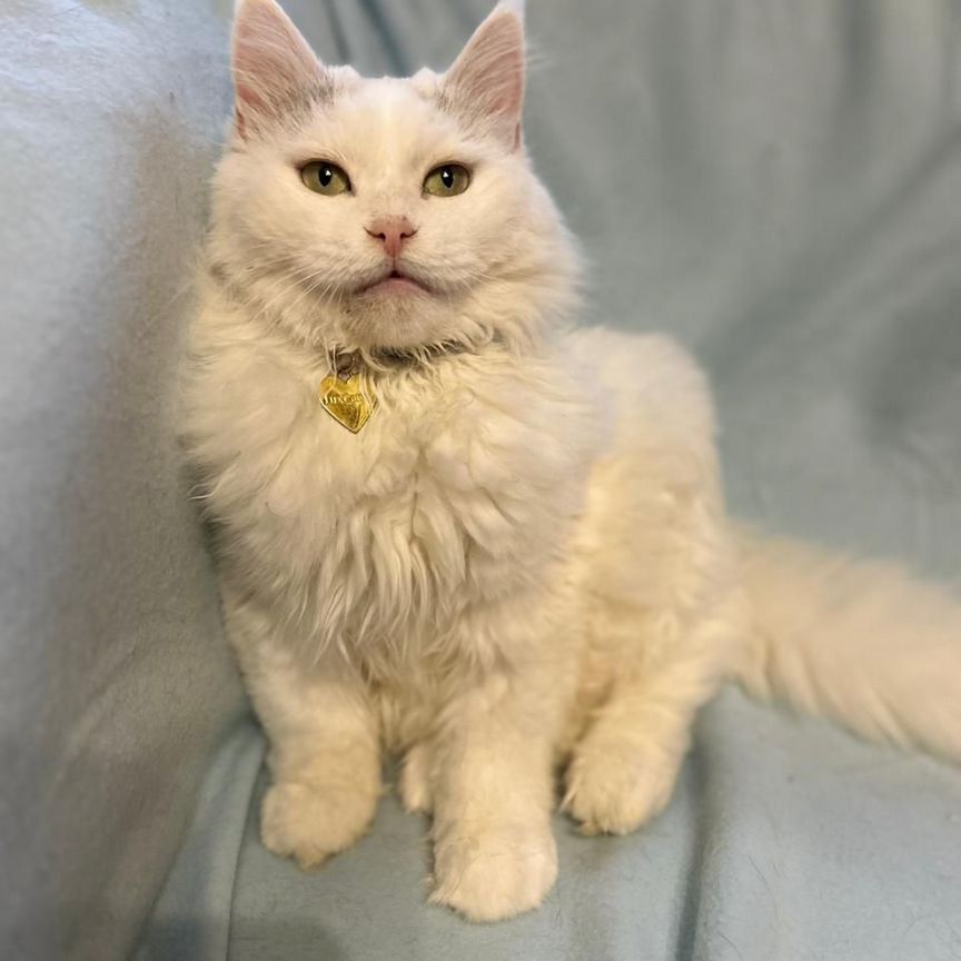 Белая пушистая ласковая метис мейн-куна