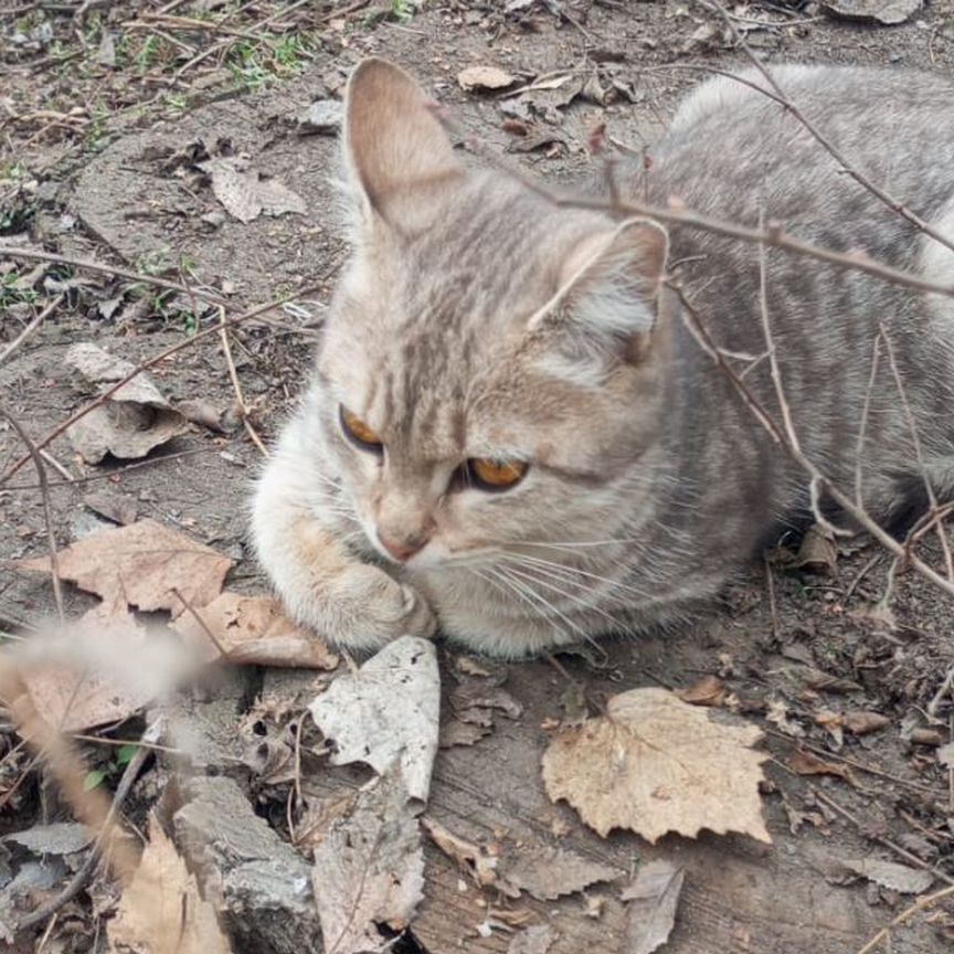 Молоденький котик