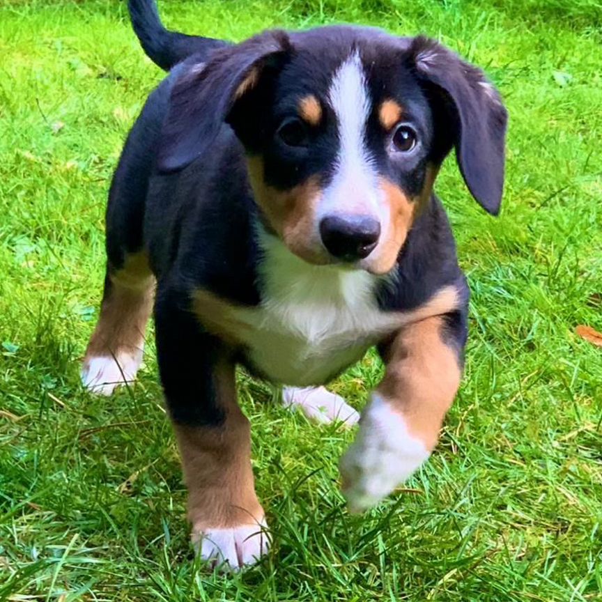 Энтлебухер зенненхунд, щенок