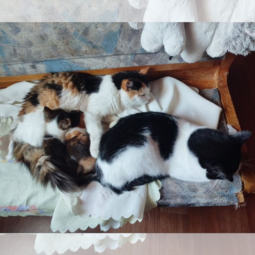 Отдам котят