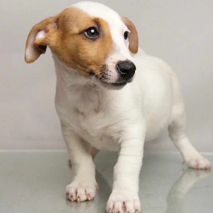 Джек-рассел-терьер, щенок