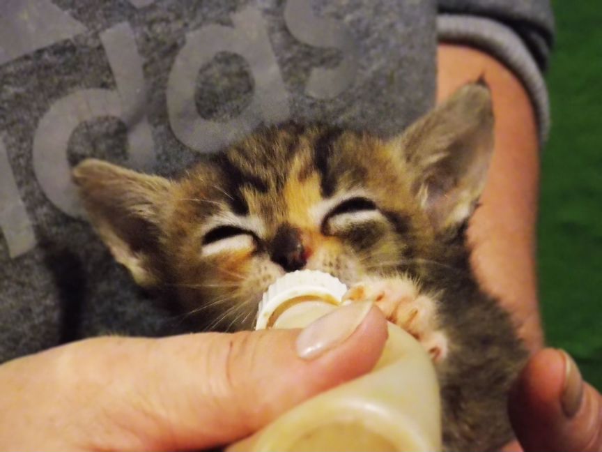 Маленькие котята