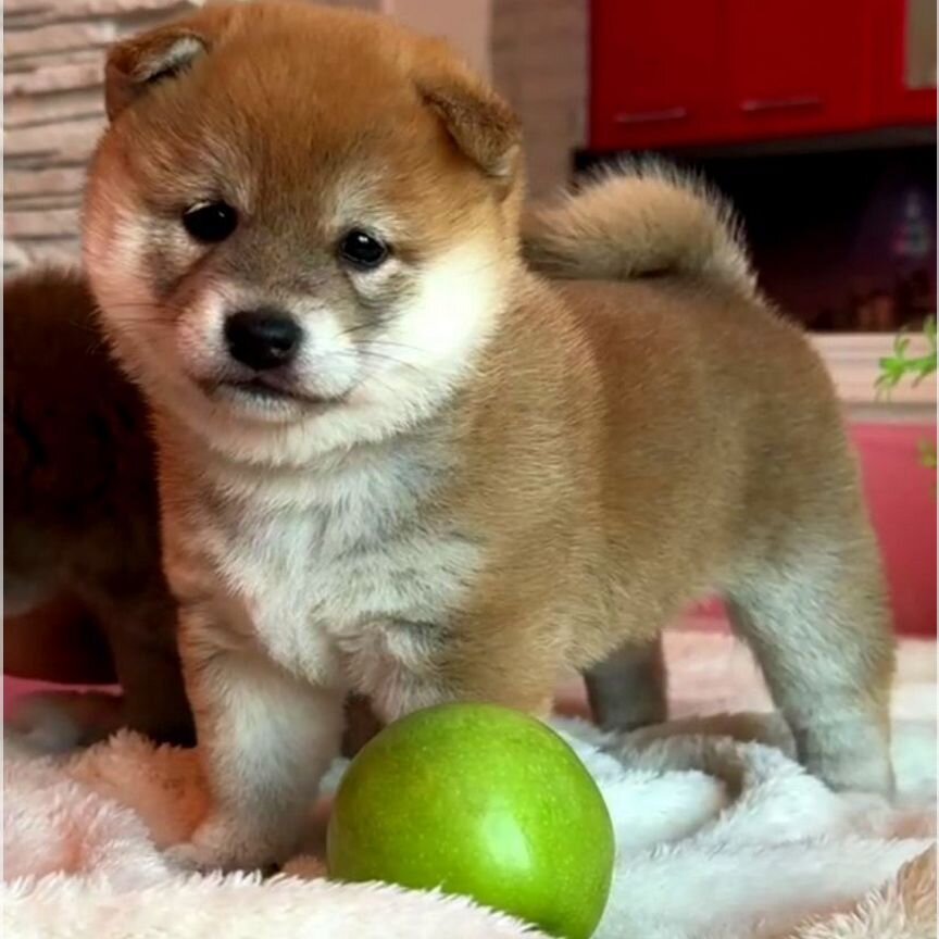 Сиба-ину, щенок