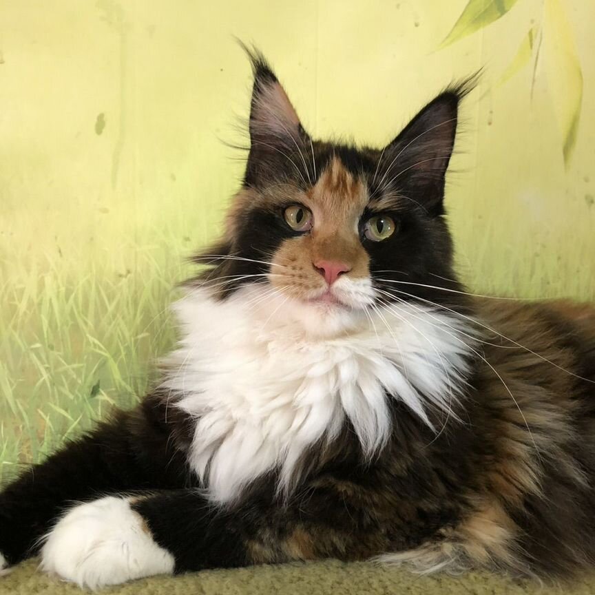 Мейн-кун кошка в любимцы