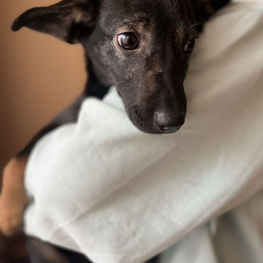 Щенок в добрые руки бесплатно