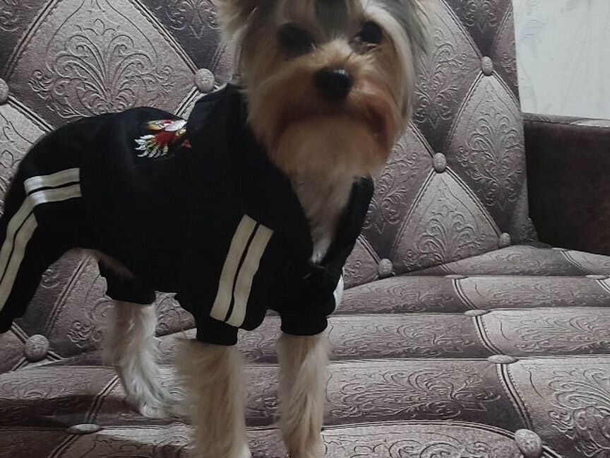 Йоркширский терьер