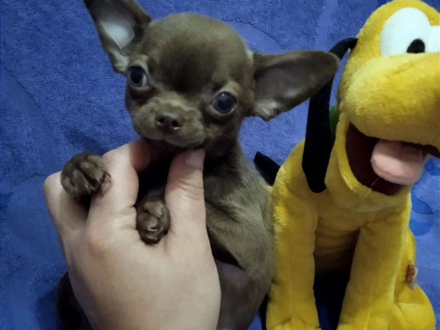 Шоколадик чихуахуа