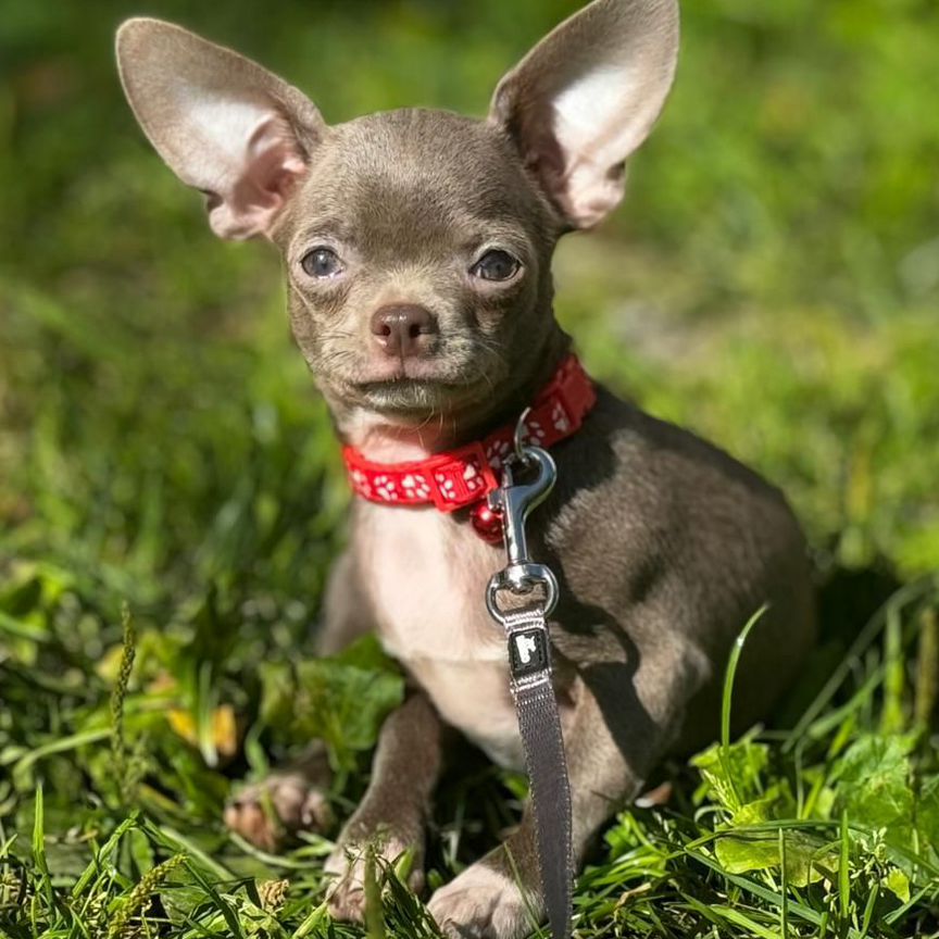 Щенки чихуахуа. Красивый лиловый мальчик