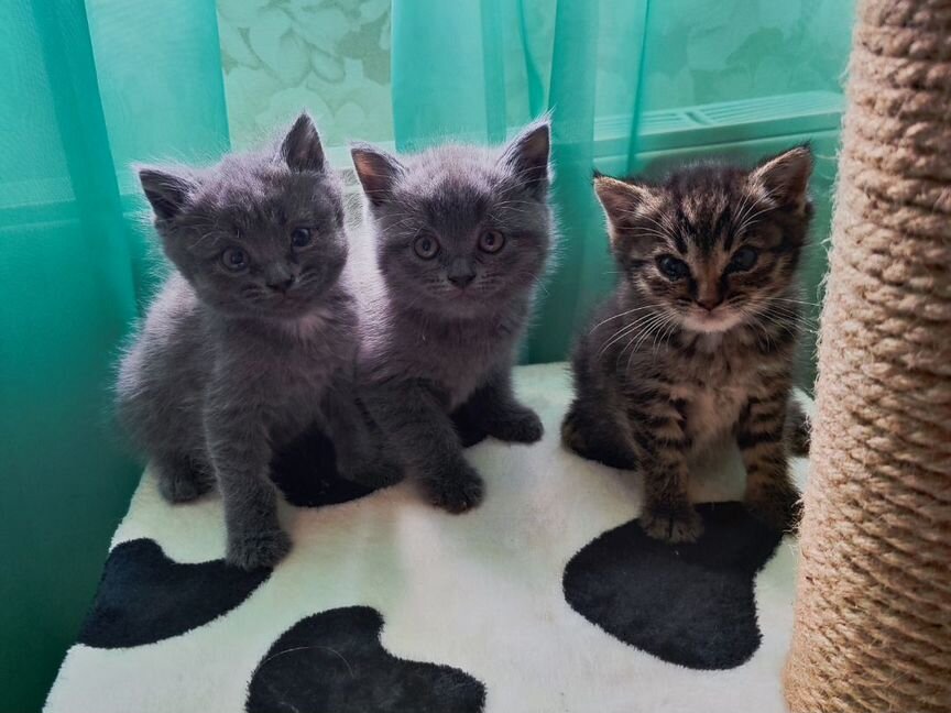 Британские котята шиншилла