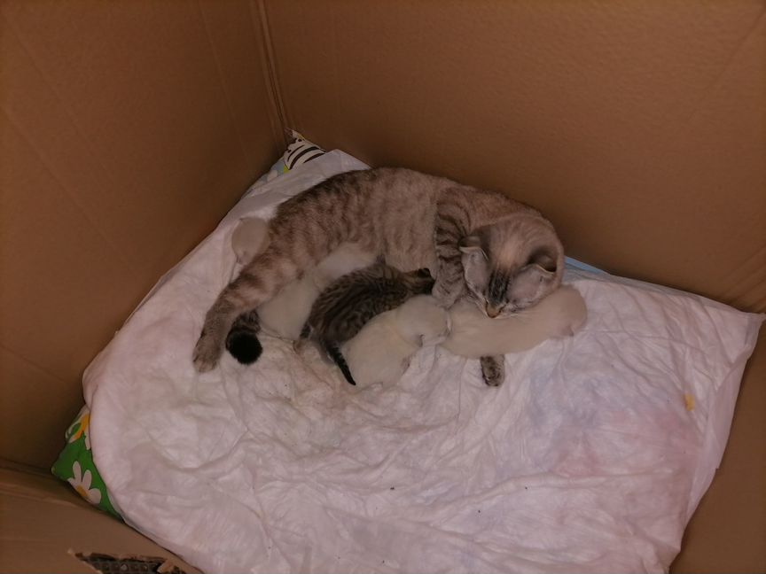 Шотландские котята