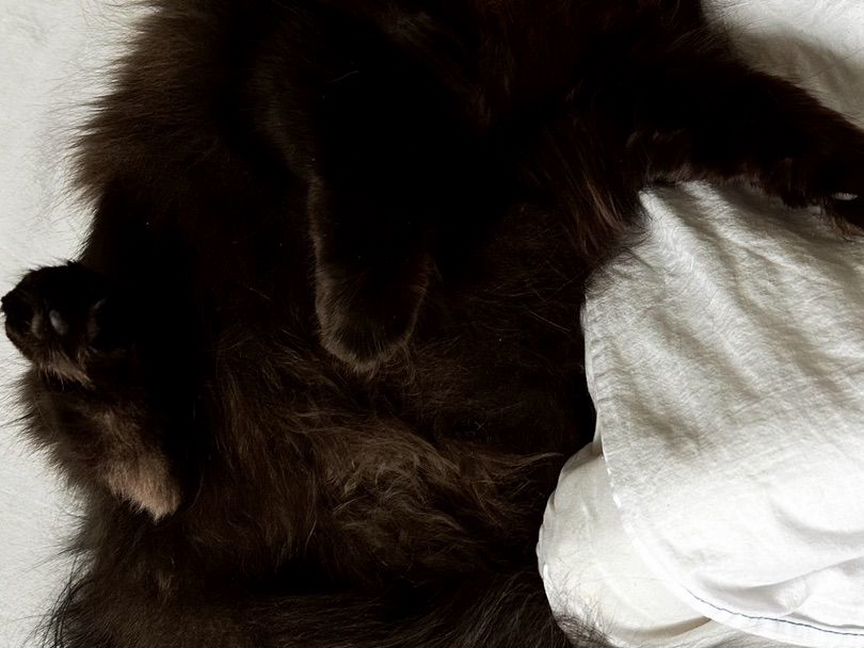 Вязка кошек