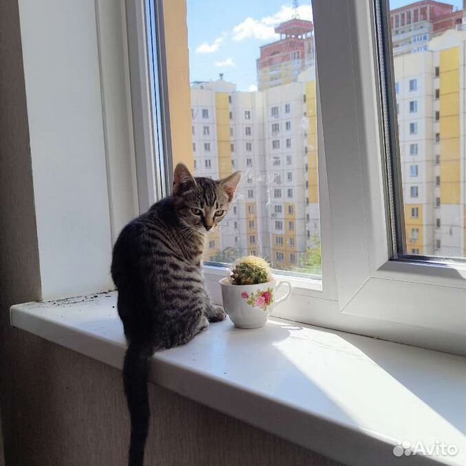 Котенок полосатая девочка