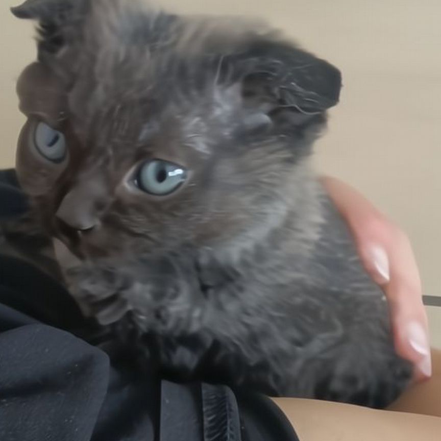 Шотландский вислоухий короткошёрстный котёнок
