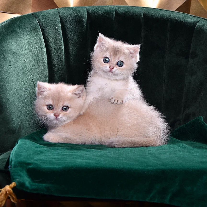 Котята британская шиншилла