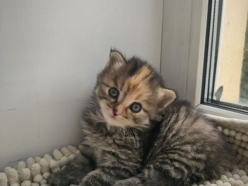 Маленькая куколка