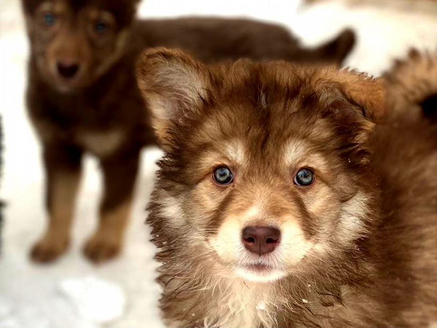 Щенульки красотульки