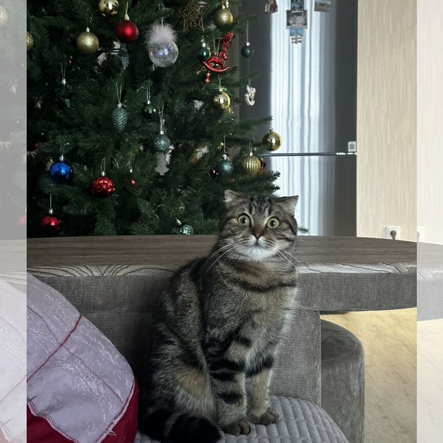 Шотландская вислоухая короткошёрстная, взрослая кошка