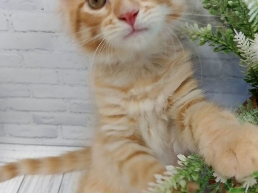 Залюбленные котята для счастливой жизни