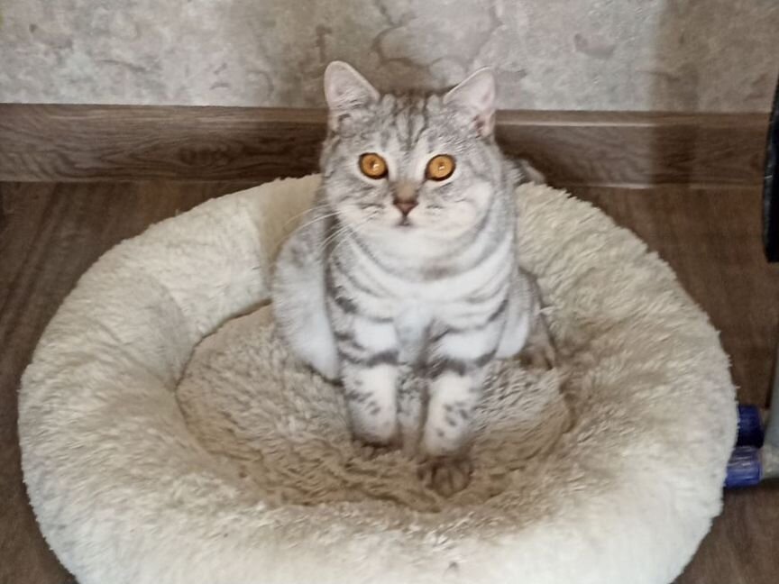 Вязка шотландский кот