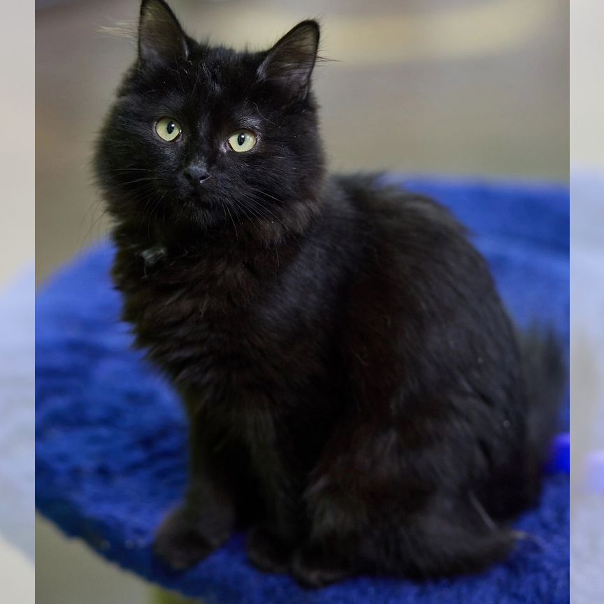 Котёнок Пух ищет дом