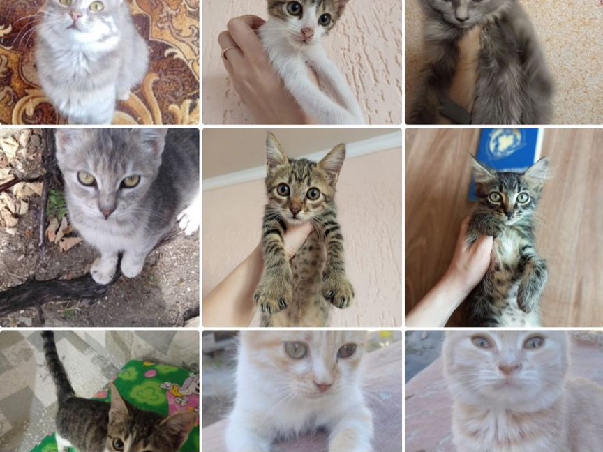 Котята, кошечки, котики в добрые руки