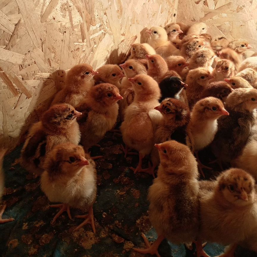 Цыплята Несушки Кученская Юбилейная