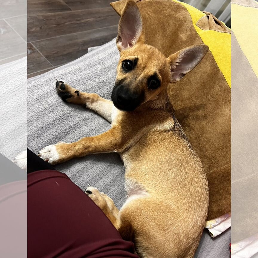 Ищу хозяина