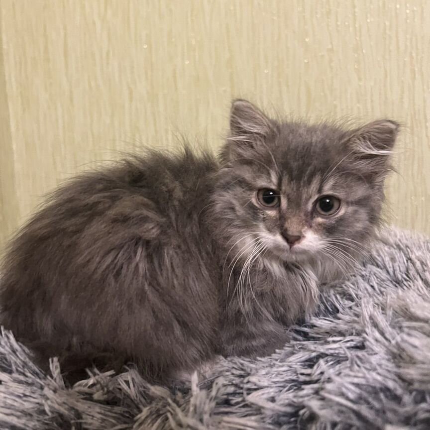 Уличный котенок ищет дом