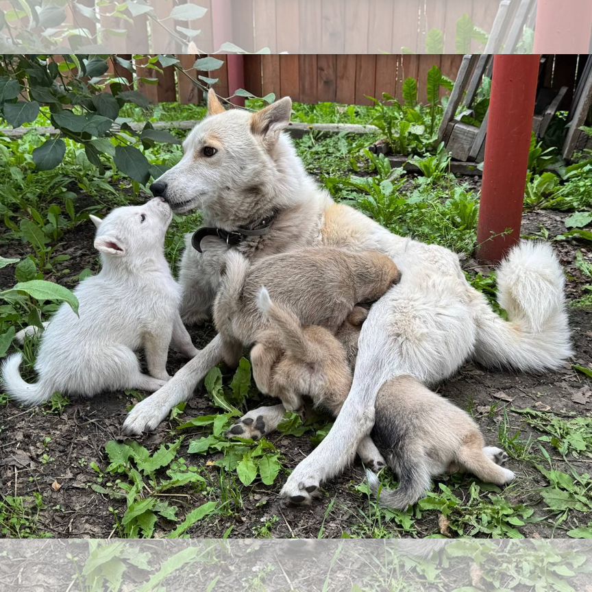 Щенки западно сибирской лайки