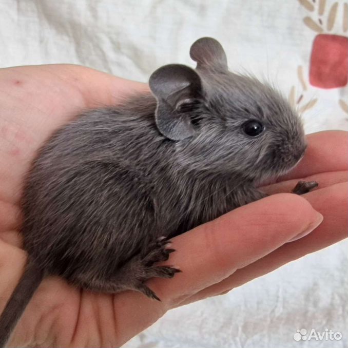 Чилийская белка Дегу разных окрасов