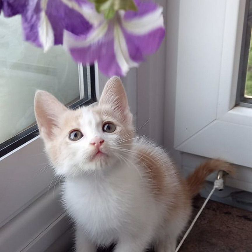 Котенок Зевс в дар