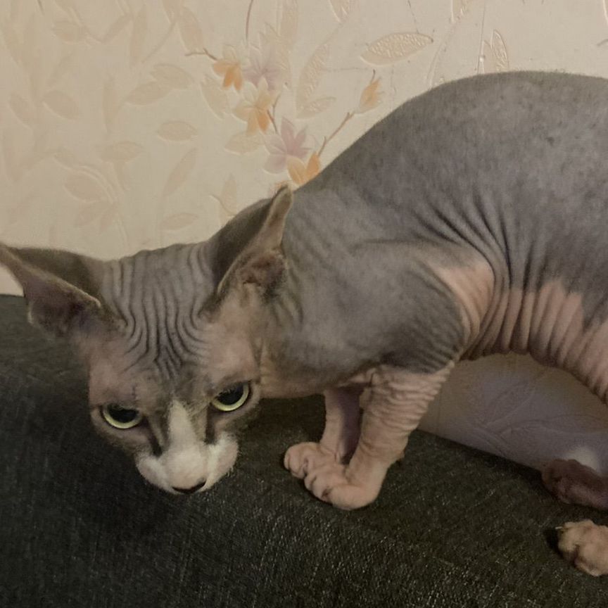 Канадский сфинкс