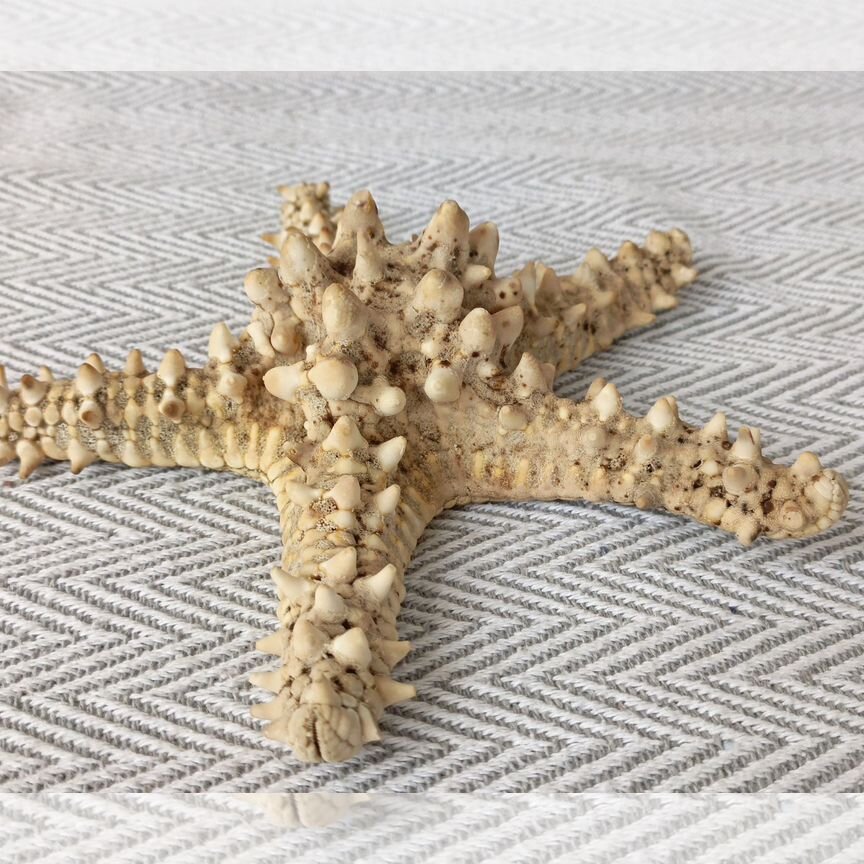 Морская звезда большая