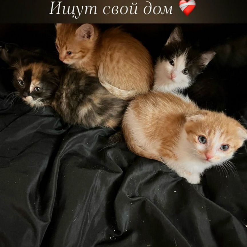 Отдам в добрые руки