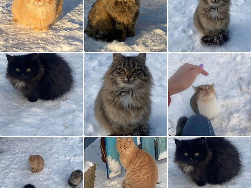 Кошки и котята в СНТ морозы не переживут,нужен дом