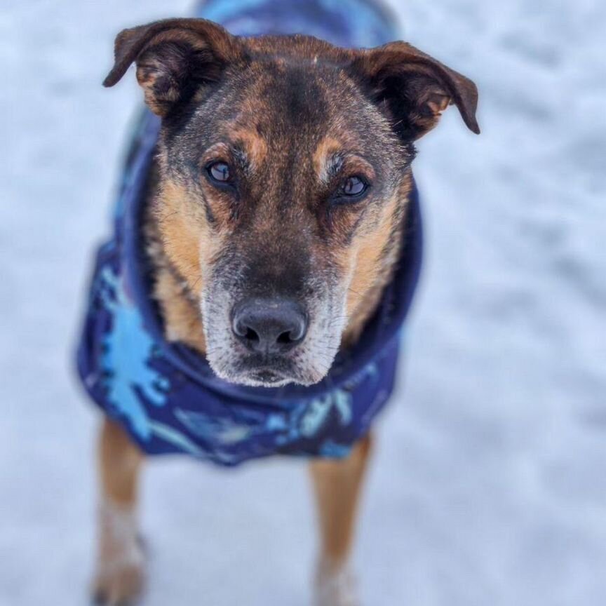 Коди из приюта хочет домой