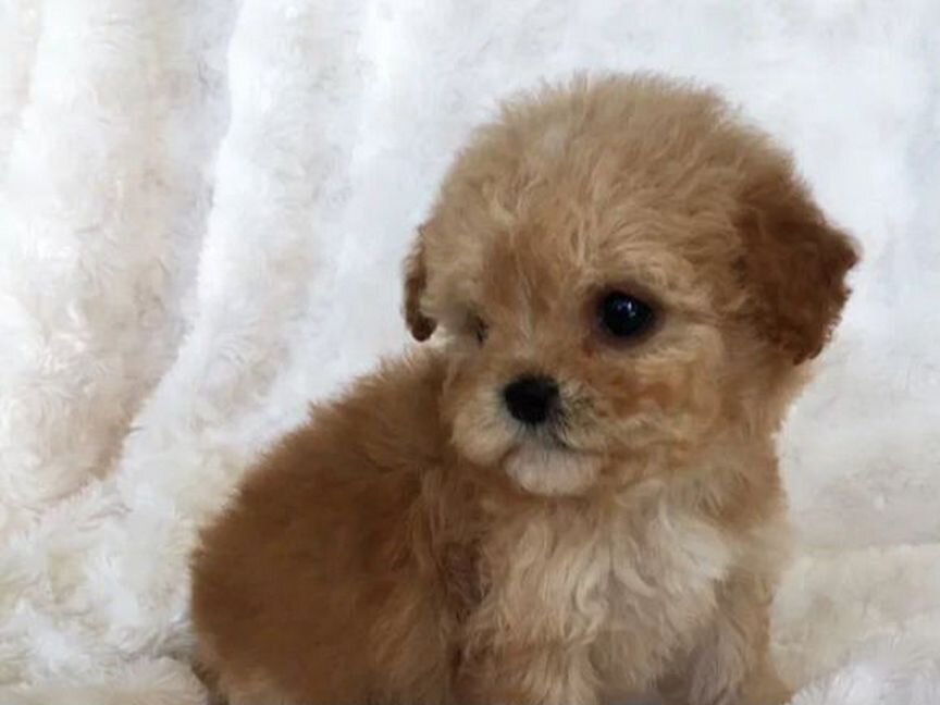 Мальтипу f1 в хорошие руки