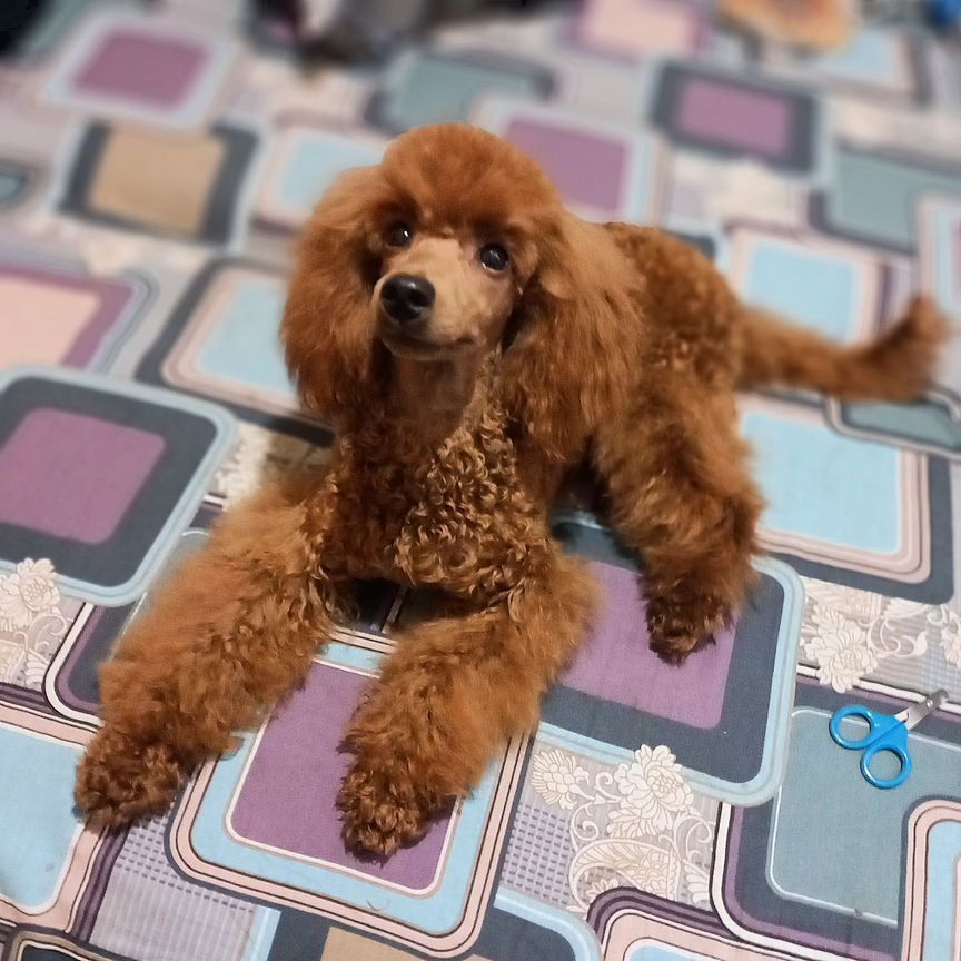 Мини пудель