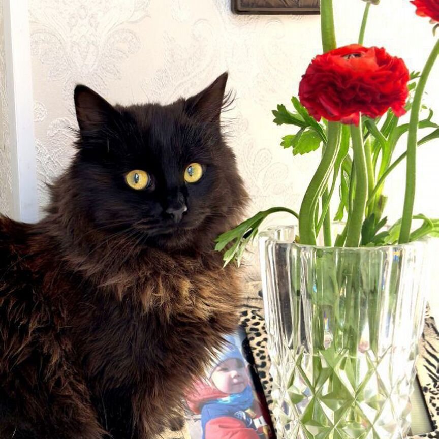 Чёрный пушистый Рафаэль котик в дар