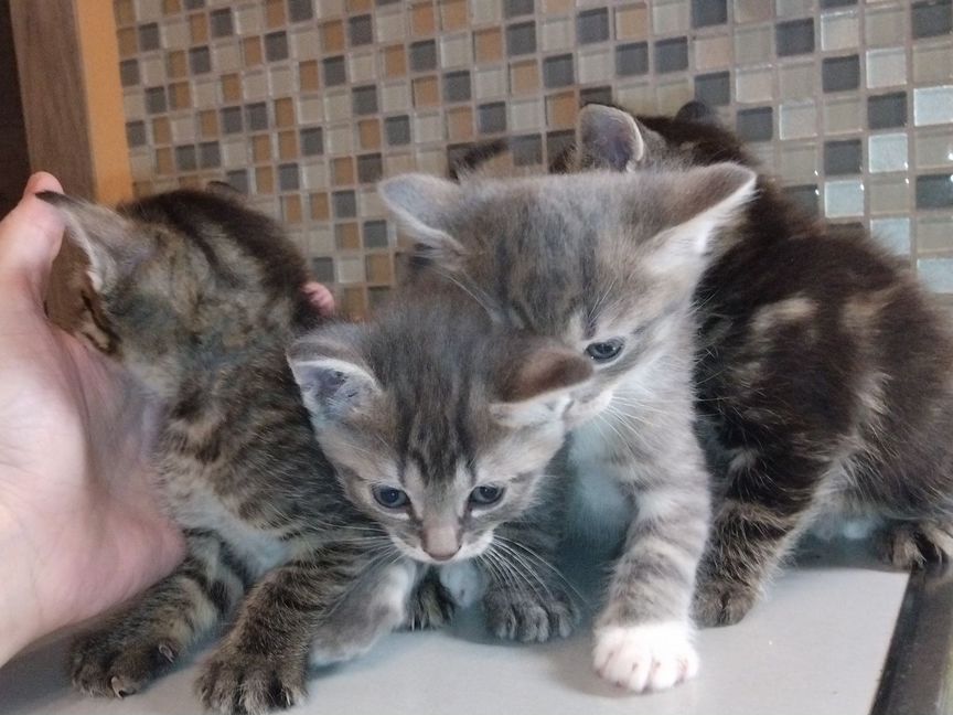 Котята британской помеси