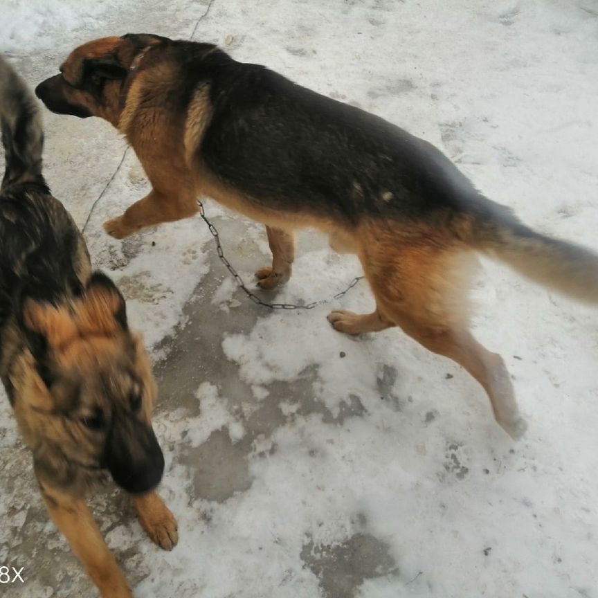 Щенки немецкой овчарки в хорошие руки