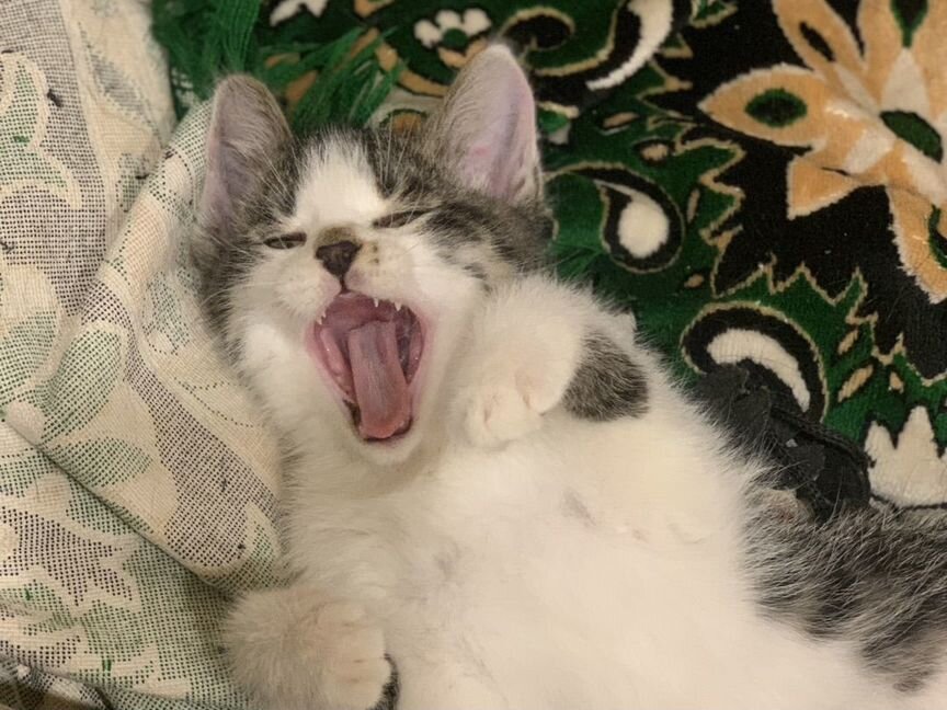 Котеночек мальчик в добрые руки