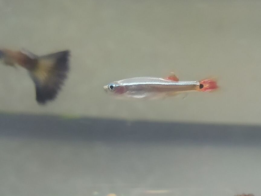 Кардиналы бесплатно