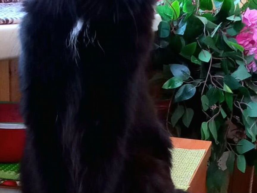 Мейн-кун кошечка