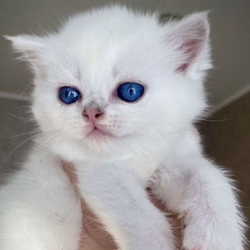 Шикарный британский мальчик