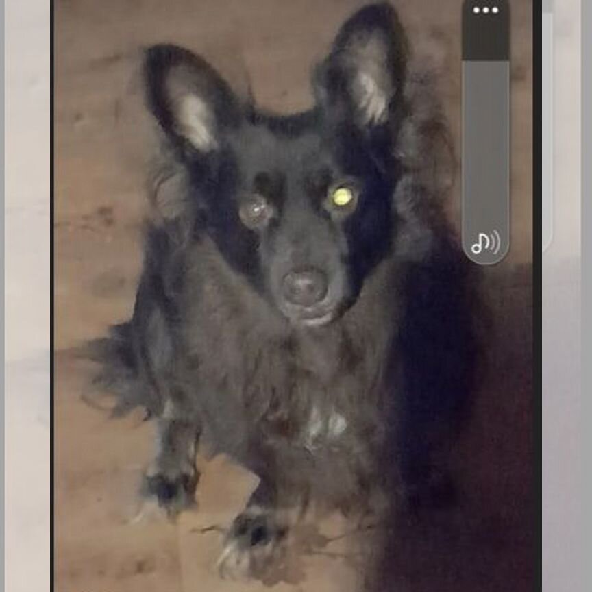 Взрослый пёс в добрые руки