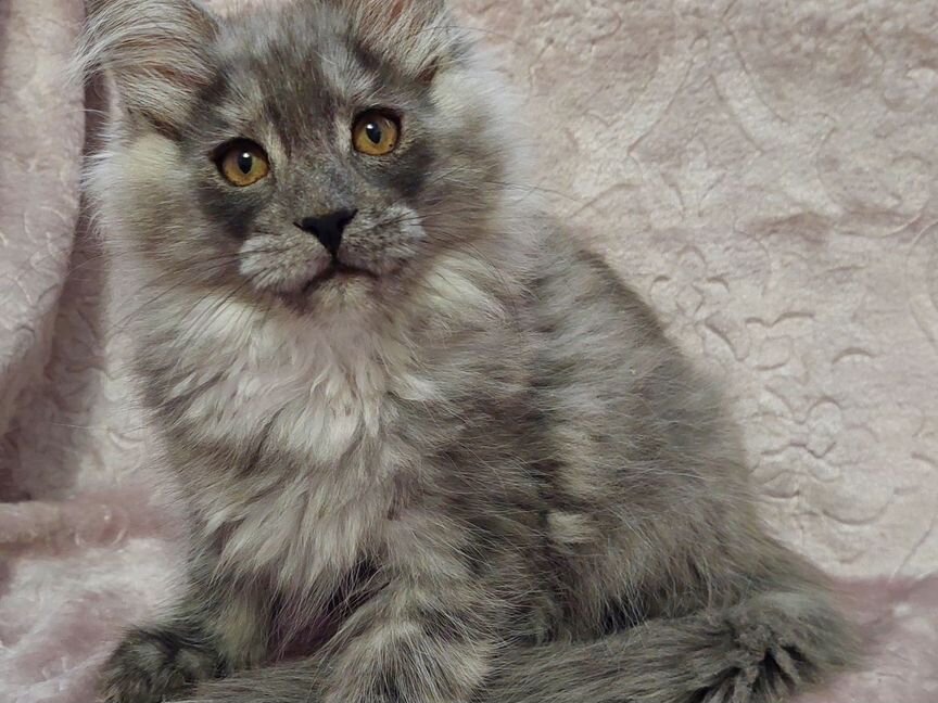 Котята мейнкун