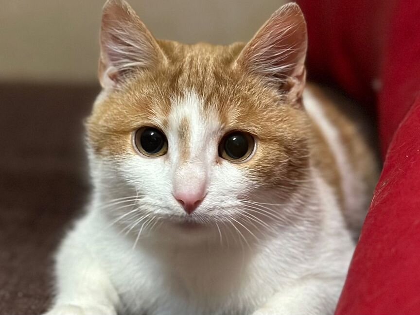 Котенок из шрека 4 мес, привит рыжий белый