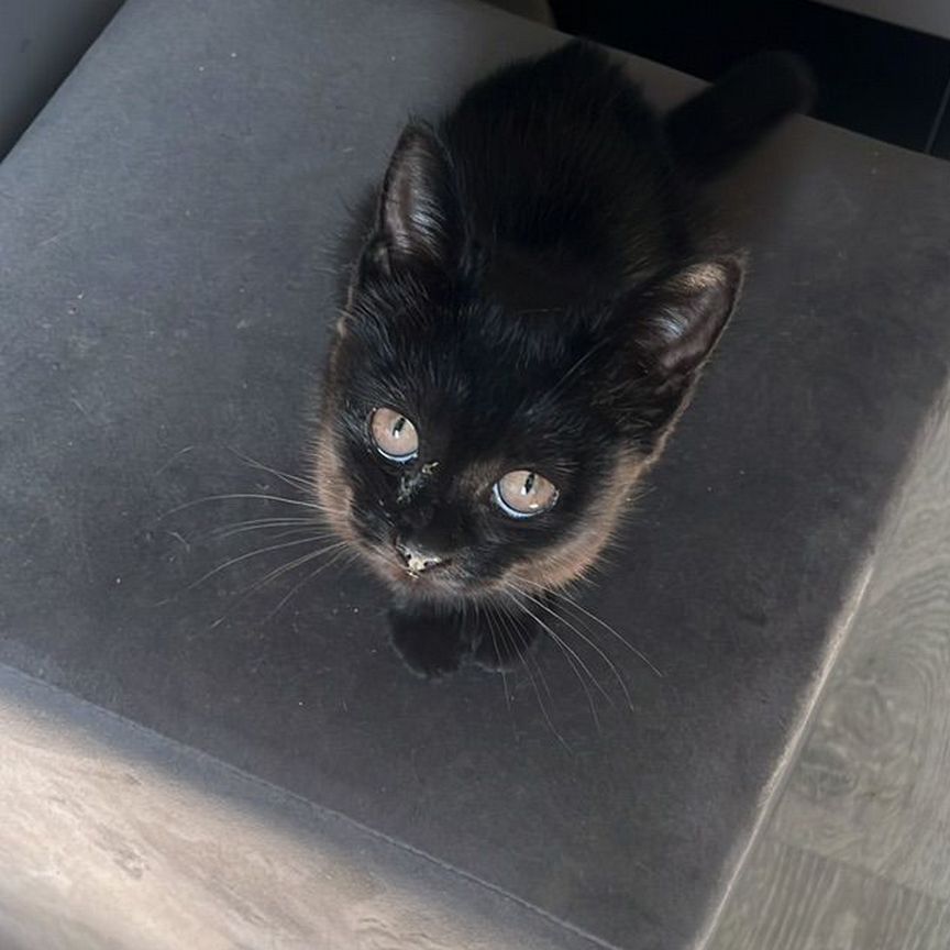 Котенок девочка бесплатно